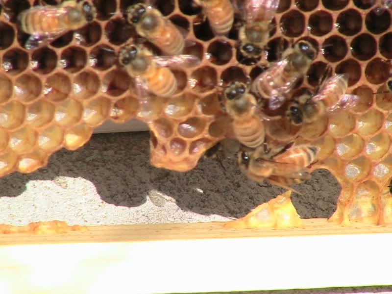 Weird hive inspection | Beesource Beekeeping Forums