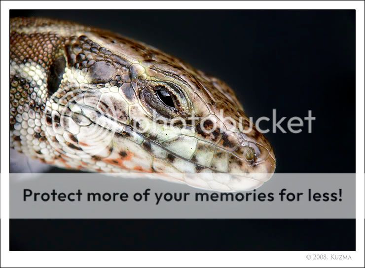 Macrosaurus revisited - Makrofotografija - Dizajn Zona