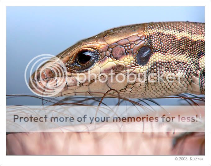 Macrosaurus revisited - Makrofotografija - Dizajn Zona