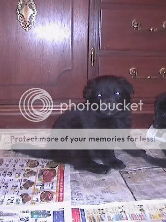 Happy 4th Birthday Zephyr! Pic heavy | German Shepherds Forum