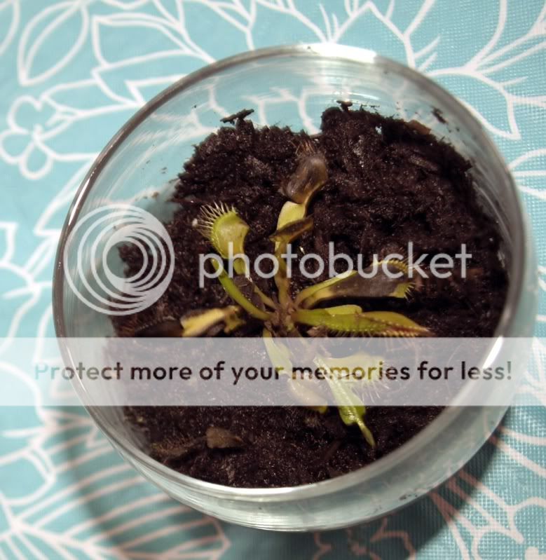 how to save this plant? - FlyTrapCare Forums