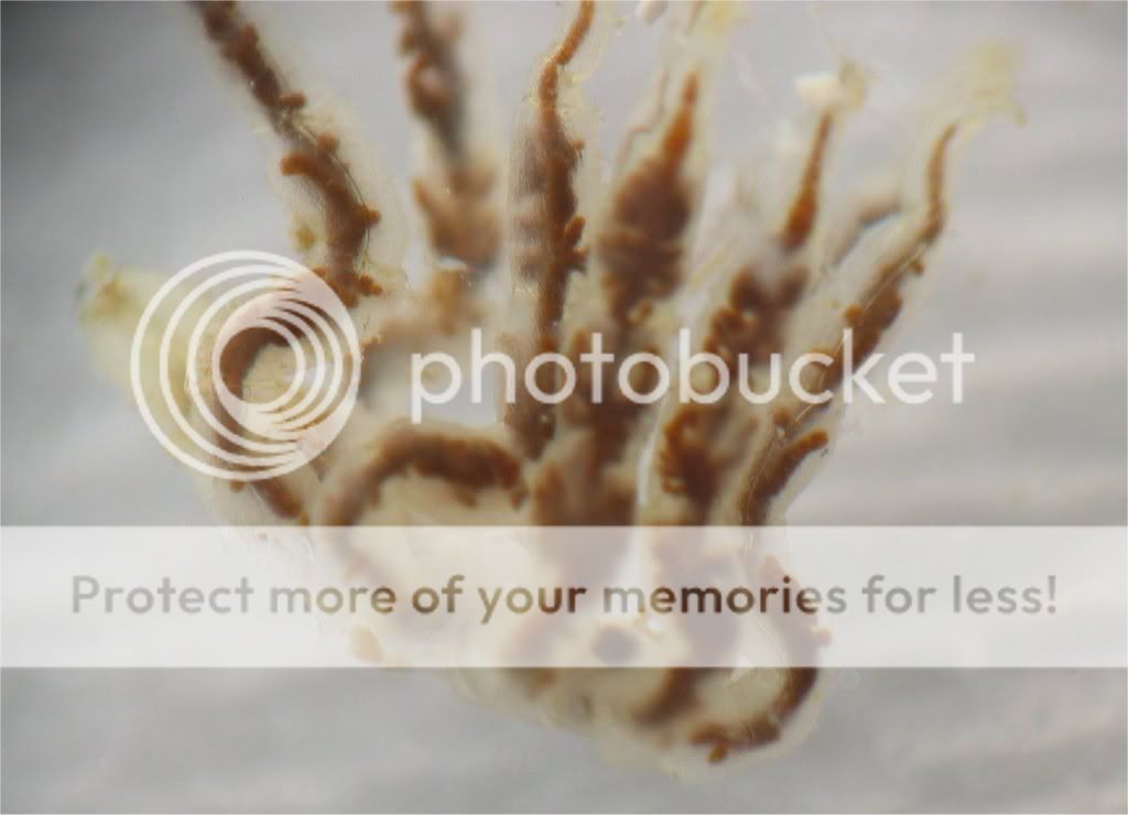 Zoa Spiders, The battle begins..... - Reef Central Online Community