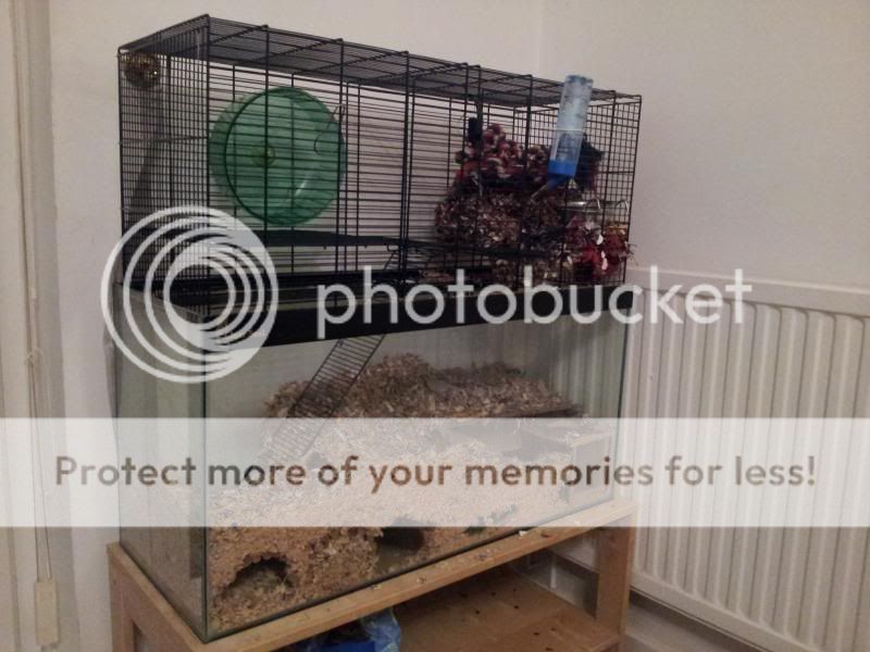 one gerbil died, need advice. | UK Pet Forums Forum