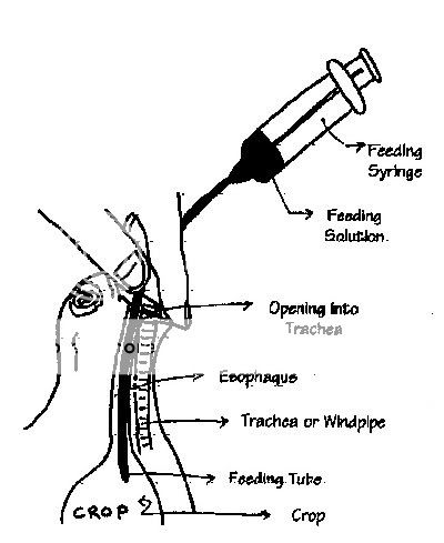How to give a chicken liquid medicine | BackYard Chickens - Learn How ...