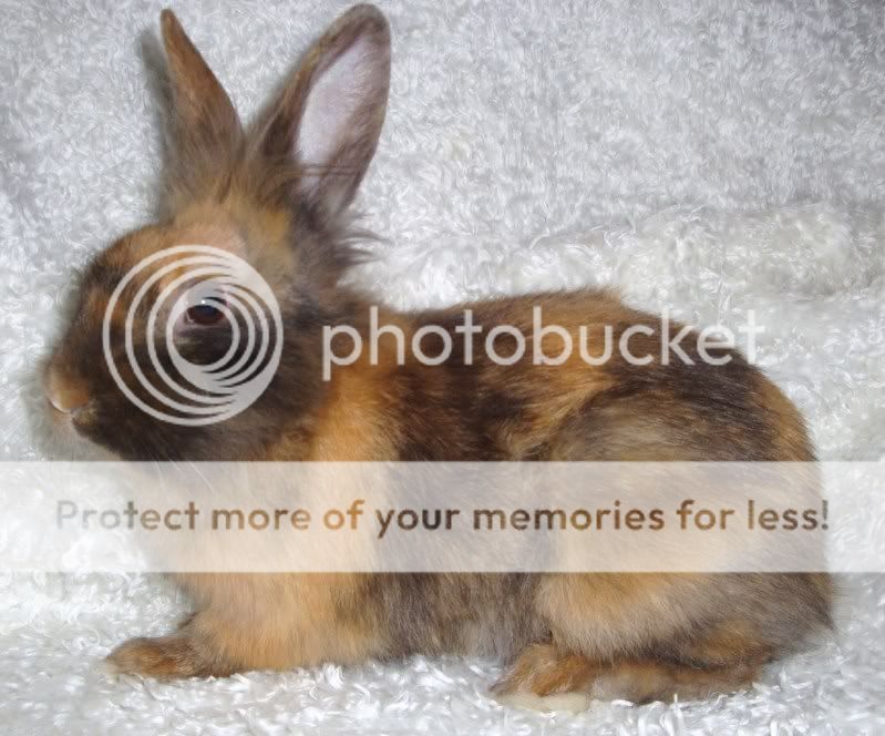 Mini lops ears just starting to fall. | Reptile Forums