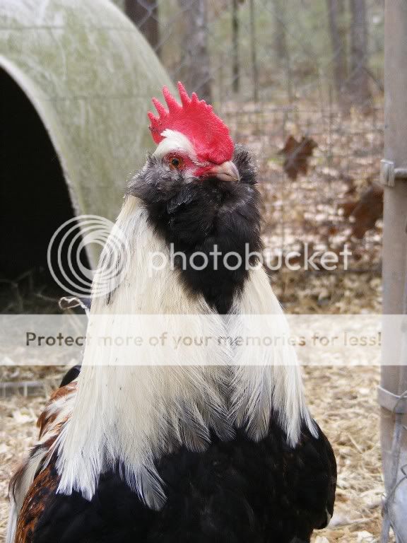 Most handsome rooster contest | BackYard Chickens - Learn How to Raise ...
