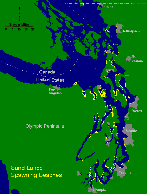 Implications of Sand Lance Life Cycle in Relation to Fly Fishing on ...